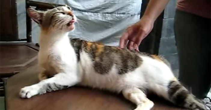 背中をなでられると舌をペロペロしちゃう猫 | エウレカ！