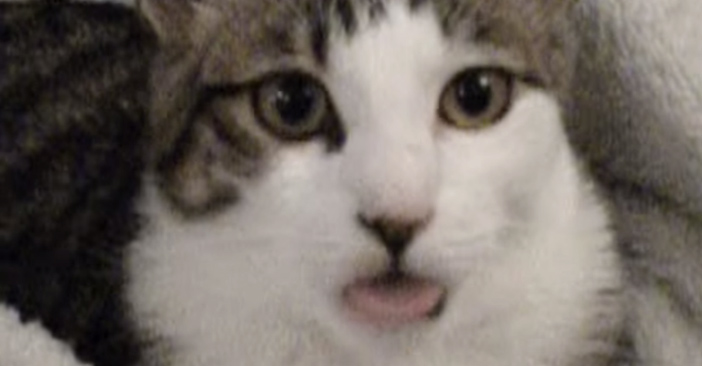 舌を出してひたすらペロペロする猫が面白い♪ | エウレカ！