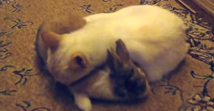 フカフカのうさぎ枕を堪能する猫 | エウレカ！