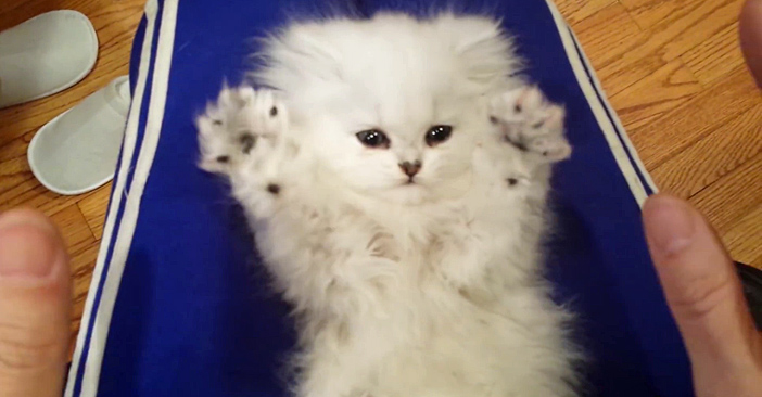 手の動きに合わせてバンザイしちゃう子猫がかわいい！ | エウレカ！