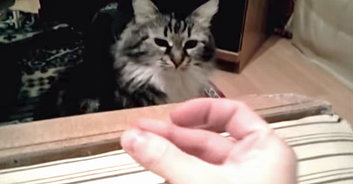 なぜか指パッチンに強烈に反応する猫 | エウレカ！