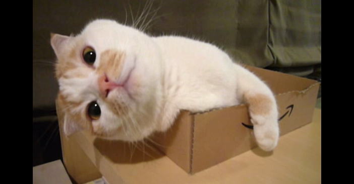 「ん、なになに？」首をかしげすぎる猫 | エウレカ！