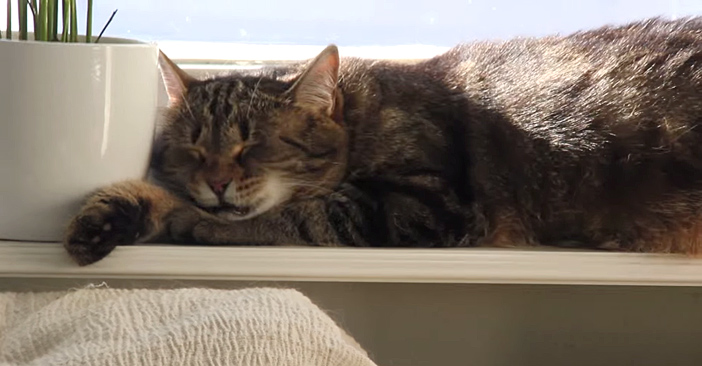 お昼寝中に指パッチンされて寝ながらワナワナする猫 | エウレカ！