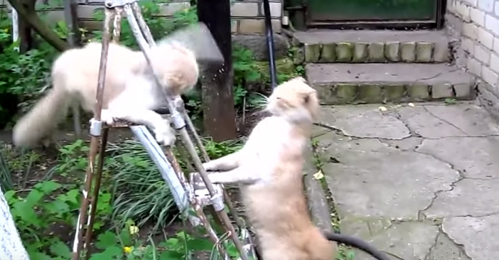 超高速猫パンチを繰り出す猫と冷静に対処する猫 | エウレカ！