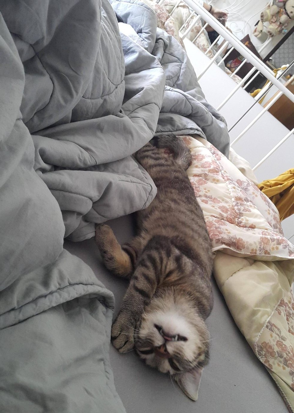 路地裏で出会った子猫が ”猛アピール” してきた！ 勢いに押されて家に連れて帰ると… 毎日の暮らしに大きな変化が！ (3枚) | エウレカ！