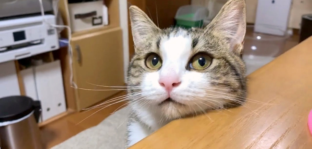 甘えた顔がとっても美人な猫さん♪ ナデナデしてもらいたくて、全力でアピールしてくる様子が可愛すぎる ( *´艸`)♡ | エウレカ！