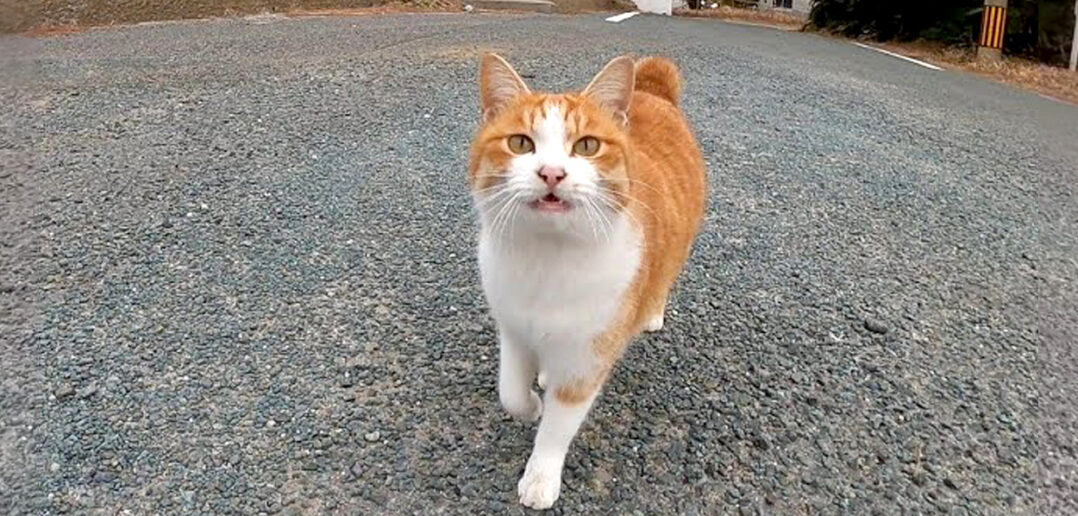 急いで走ってきたけど、ライバル猫がいたので素直に甘えられなかった猫さん。ちょっと離れたところからナデナデを要求♡ | エウレカ！