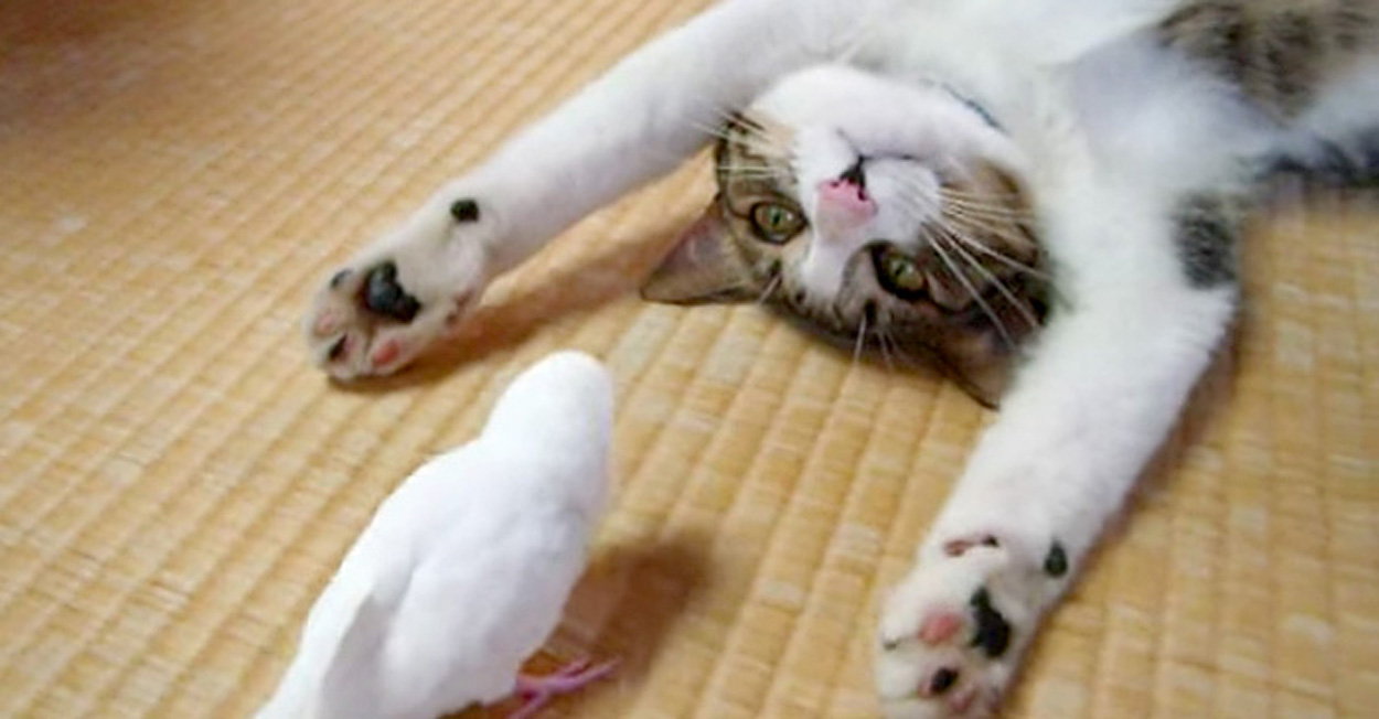 inko_cat_title | エウレカ！