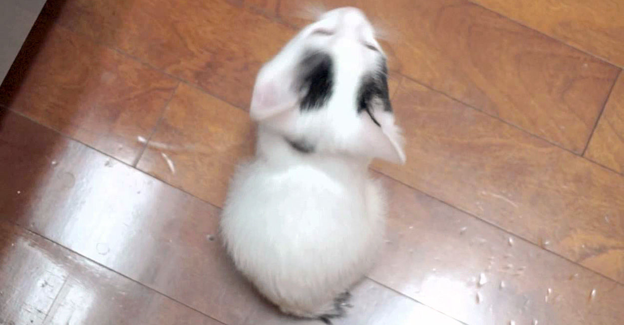 gohan_cat_title03 | エウレカ！