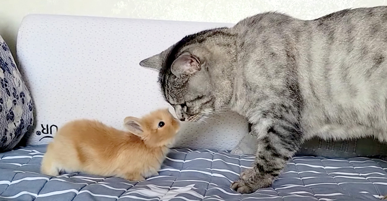 usagi_cat_title02 | エウレカ！