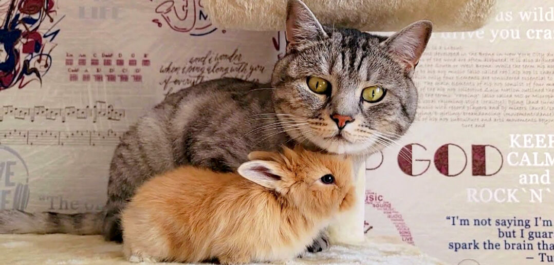 暖かさと愛情を望んでいた、保護されたばかりの子ウサギ。猫のお父さんに寄り添うと、幸せいっぱいの姿を見せてくれた♡ | エウレカ！