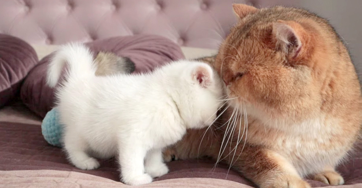 meet_cat_title | エウレカ！