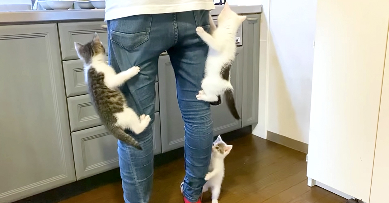 gohan_cat_title | エウレカ！