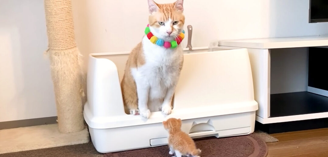 先住猫のことを母親だと思っている赤ちゃん猫。よちよち歩きで近づいて行って甘え始める様子にホッコリ (*´ｪ`*)♡ | エウレカ！