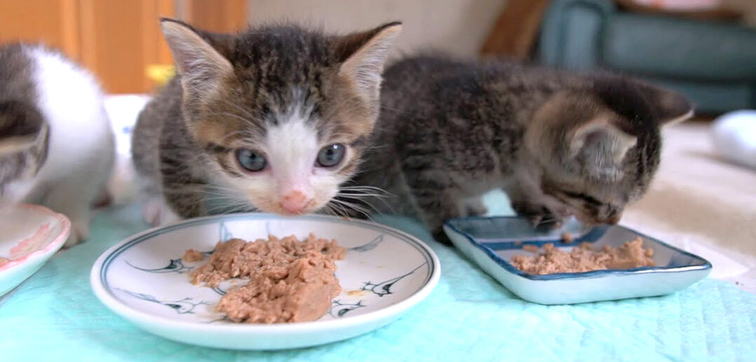 「うまいうまい！」とお喋りしながらご飯を食べる子猫達。その声と仕草が可愛すぎて思わず胸がキュンとする ( *´艸`)♡ | エウレカ！