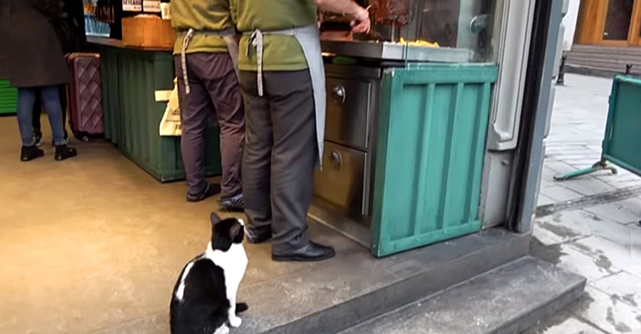 kebab_cat_title | エウレカ！