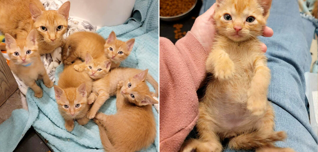 路上から助け出された母猫と5匹の子猫達にチャンスを与えた女性。一夜にして猫の親子の人生が永遠に変わる！ | エウレカ！